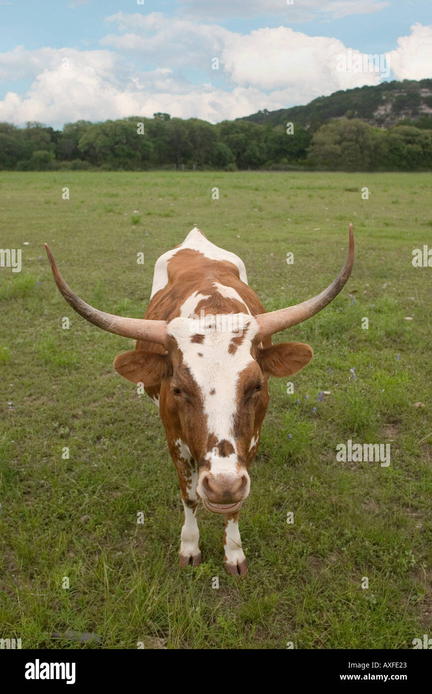 Steers head hi-res stock photography and images - Alamy