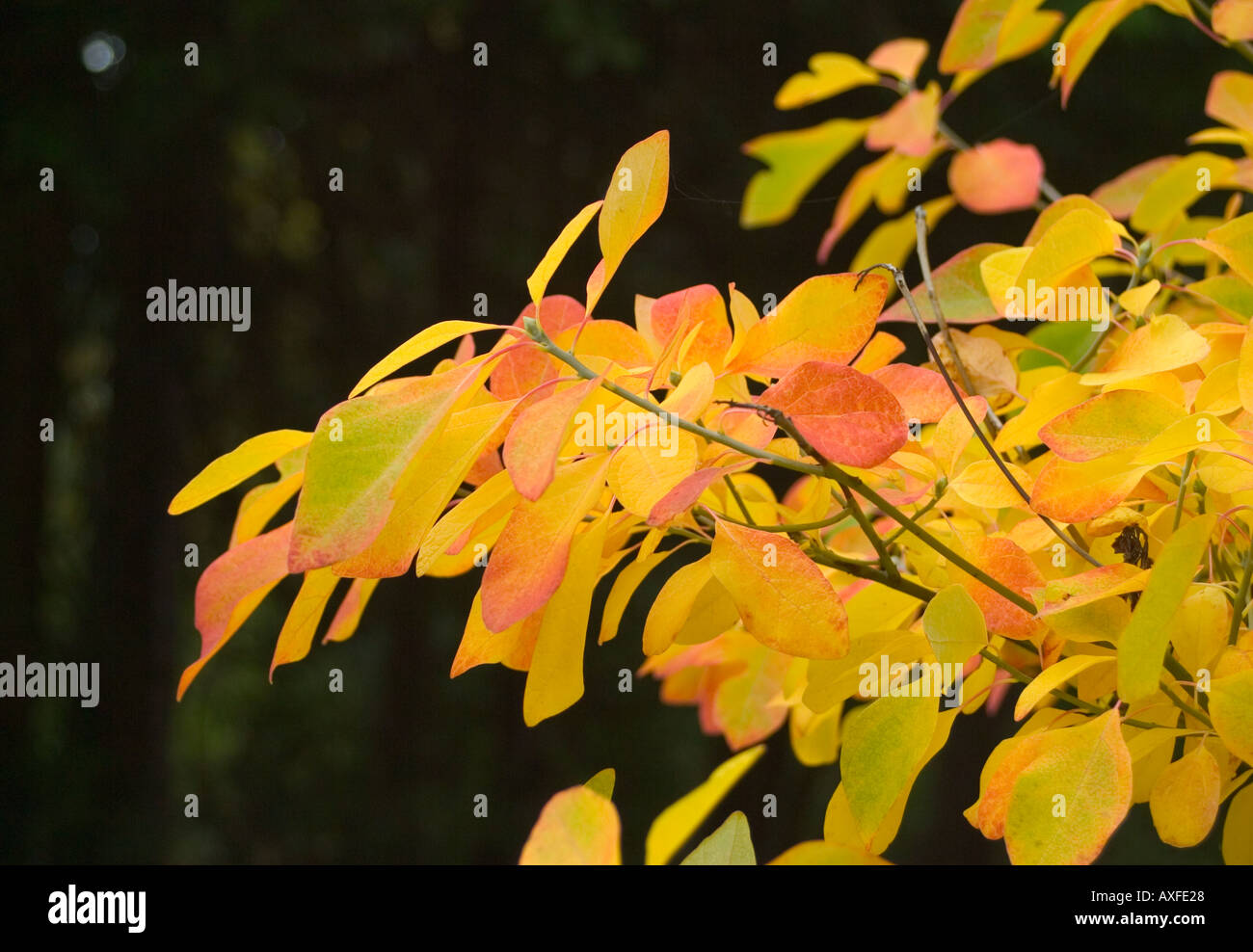 Fall foliage University of Washington Arboretum Seattle Stock Photo - Alamy