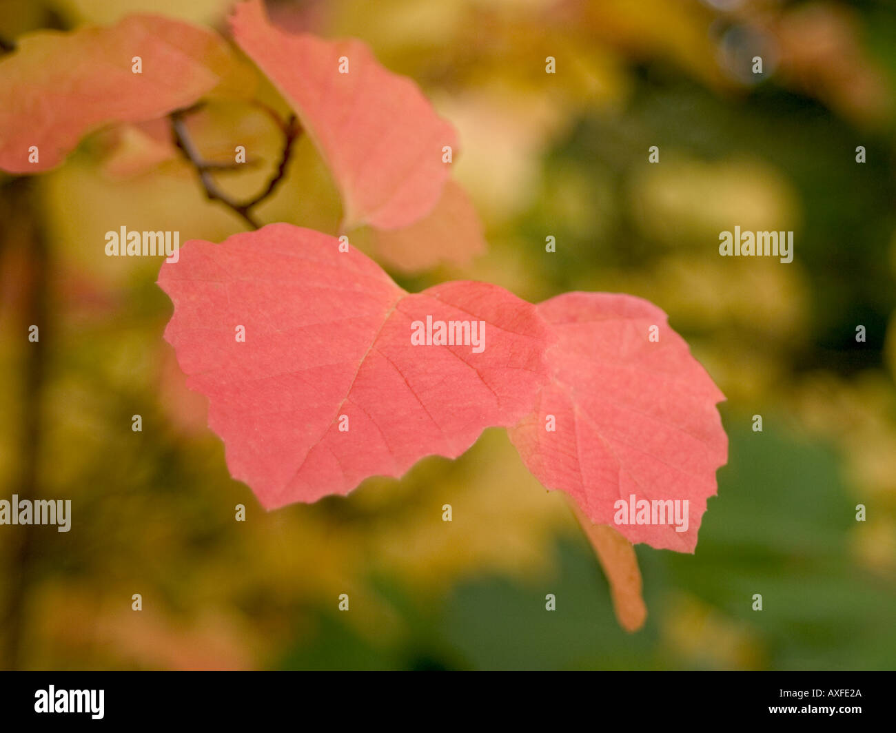 Fall foliage University of Washington Arboretum Seattle Stock Photo - Alamy