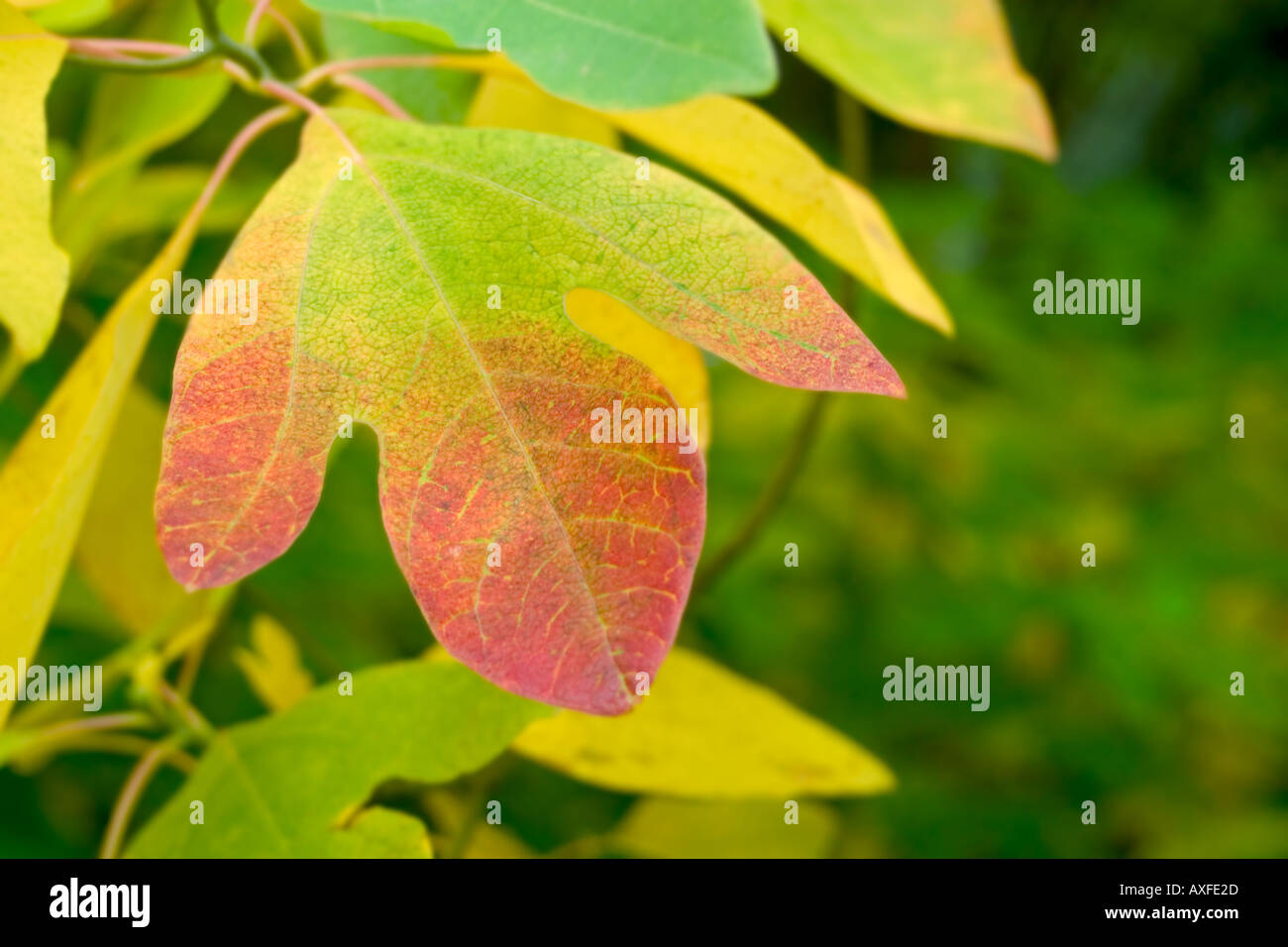 Fall foliage of Sassafras Tree University of Washington Arboretum ...