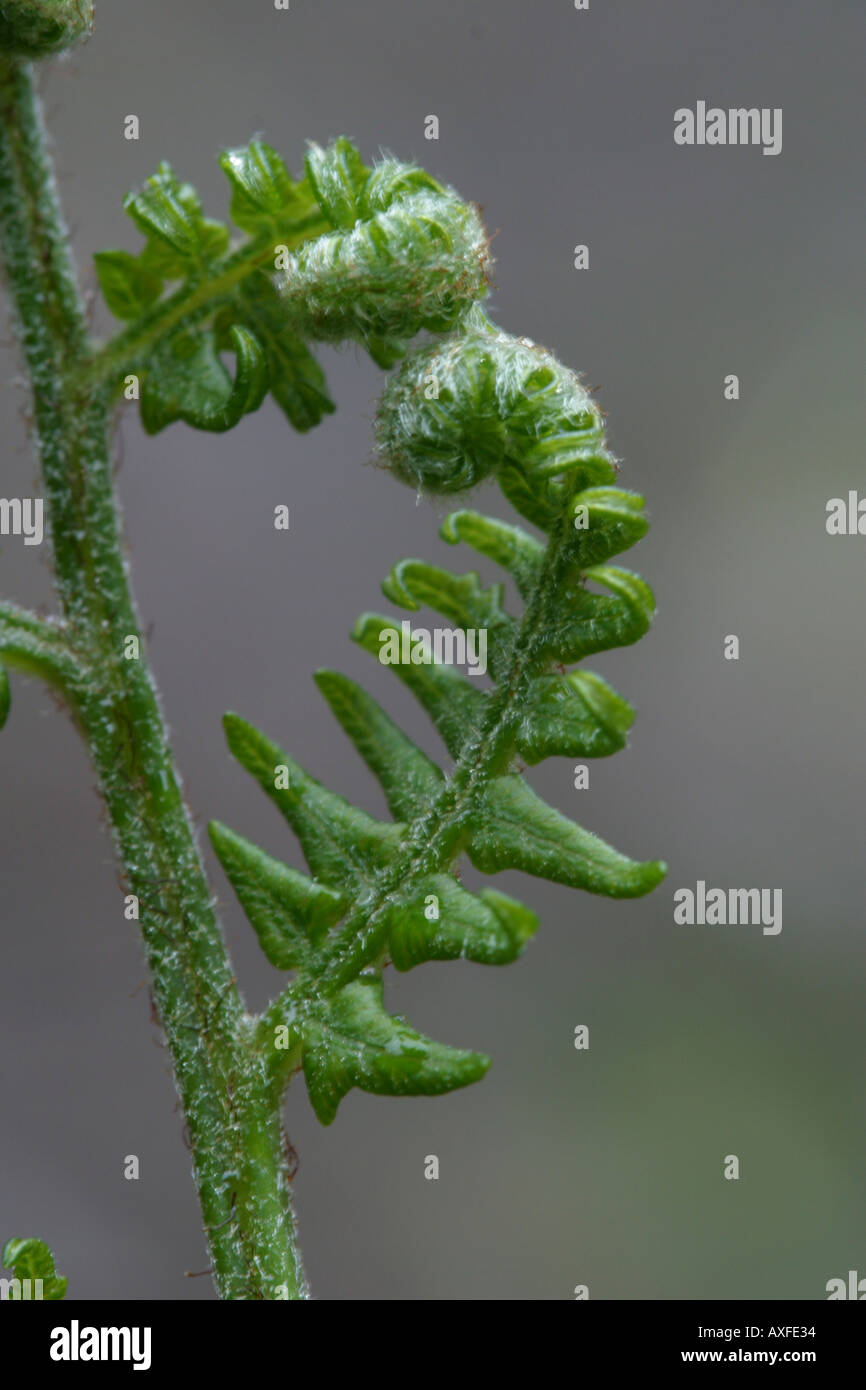 The awakening washington hi-res stock photography and images - Alamy