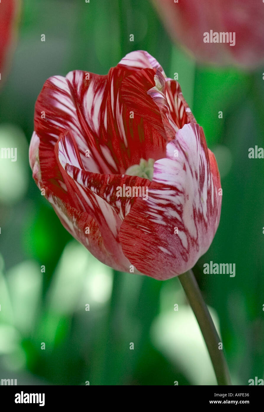 Roozengarde hi-res stock photography and images - Alamy