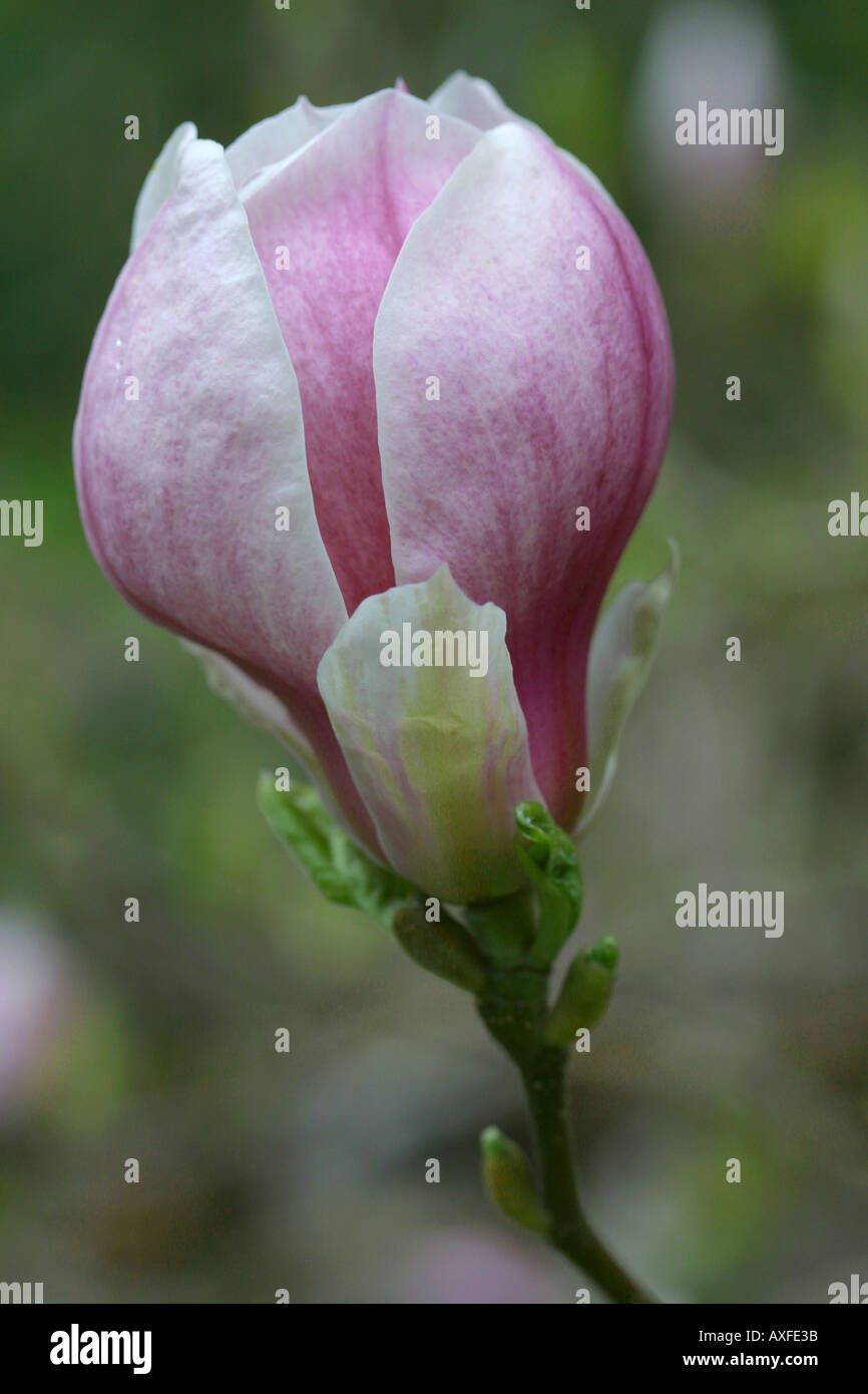 Magnolia seattle arboretum hi-res stock photography and images - Alamy