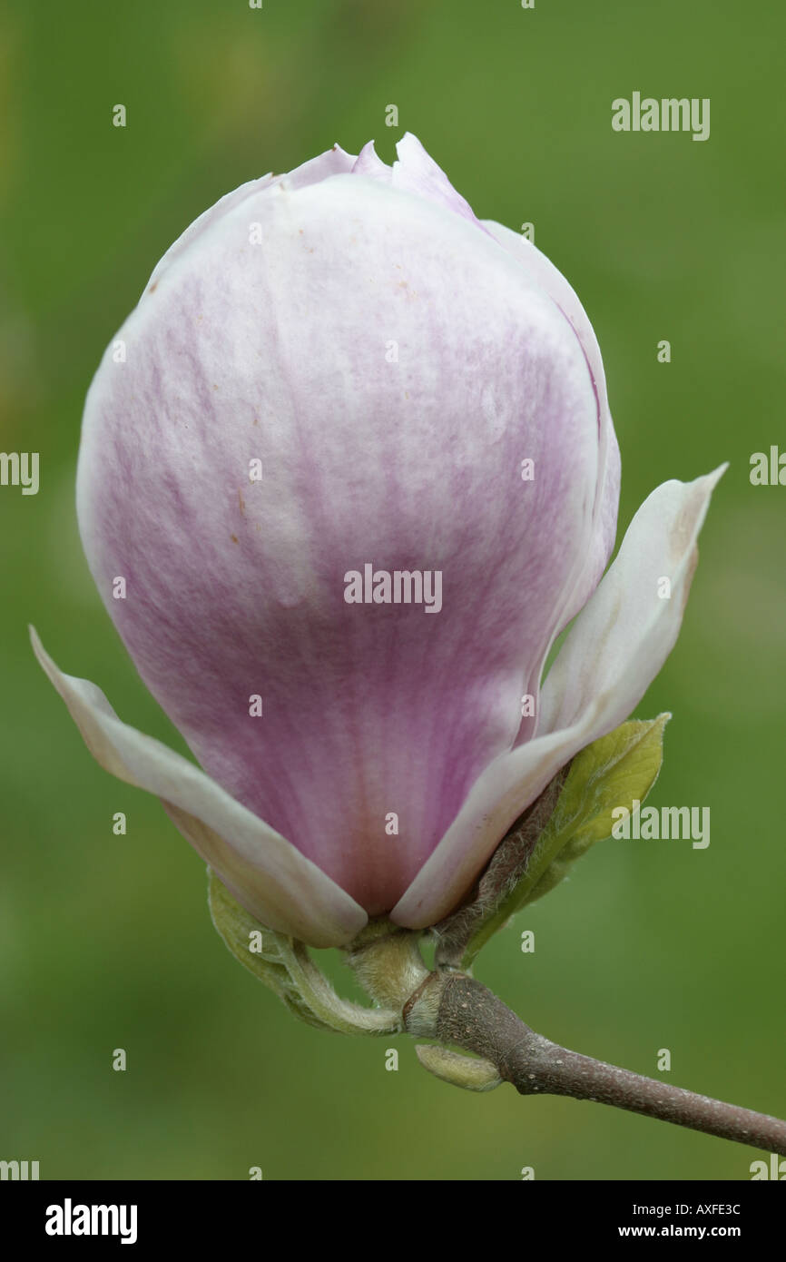 Magnolia seattle arboretum hi-res stock photography and images - Alamy