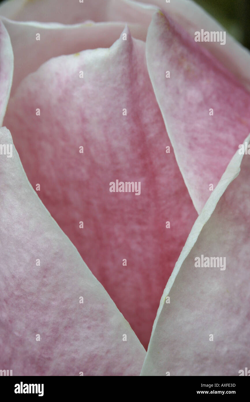 Magnolia seattle arboretum hi-res stock photography and images - Alamy