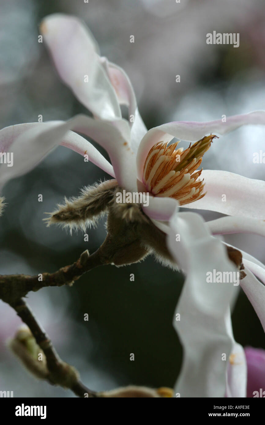 Magnolia seattle arboretum hi-res stock photography and images - Alamy