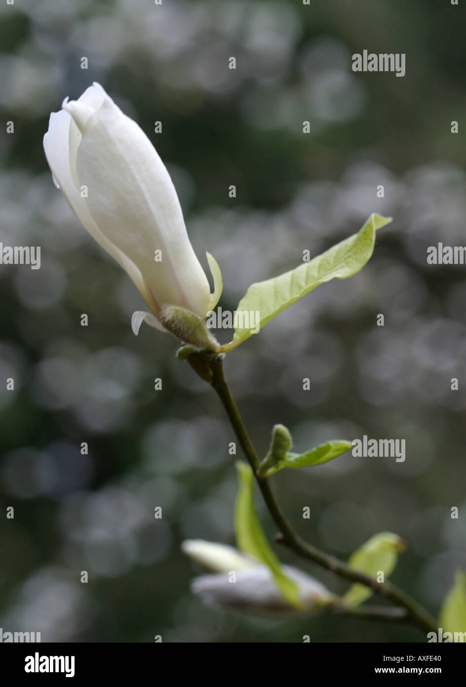 Magnolia seattle arboretum hi-res stock photography and images - Alamy
