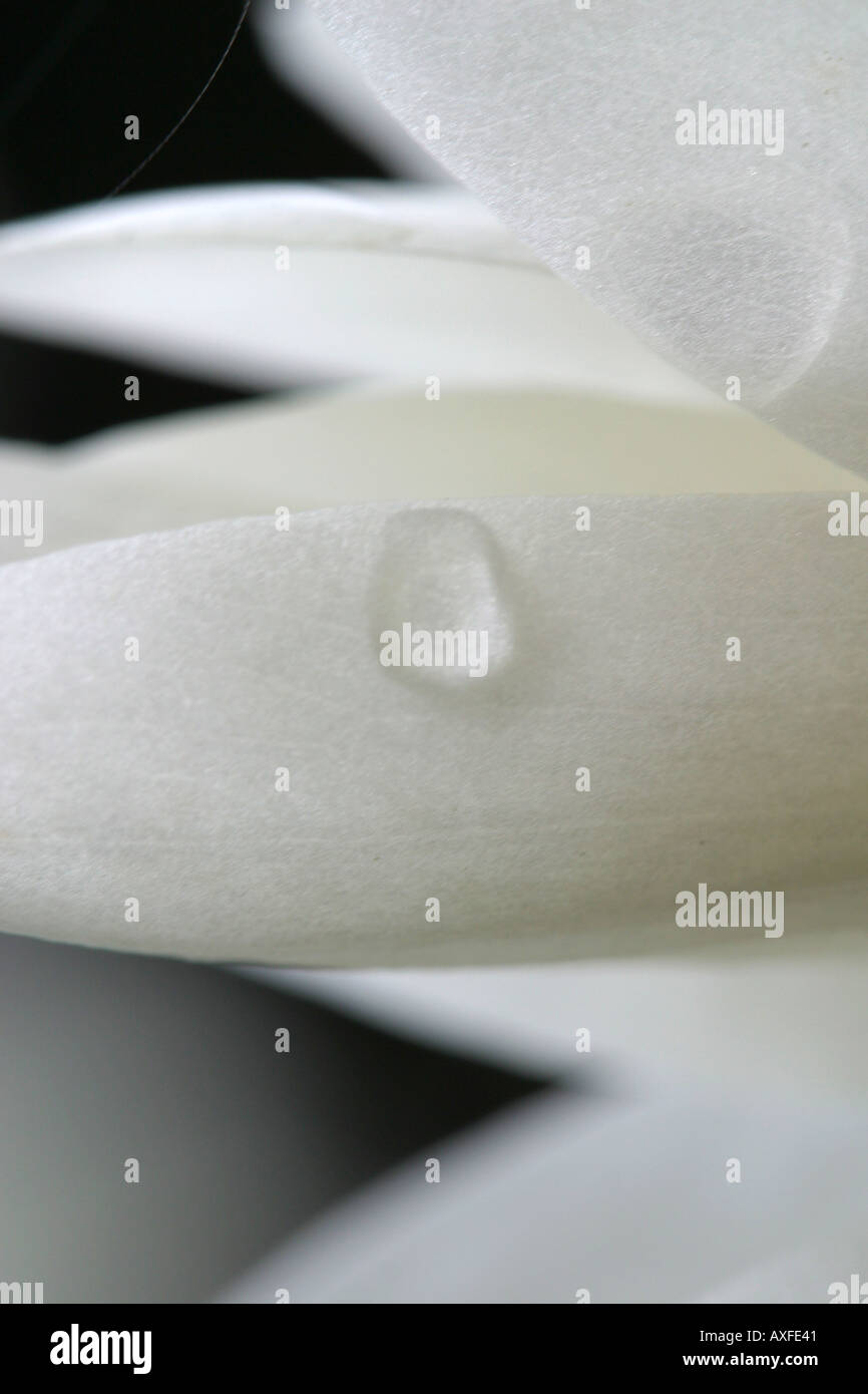 Magnolia University of Washington Arboretum Seattle Stock Photo - Alamy