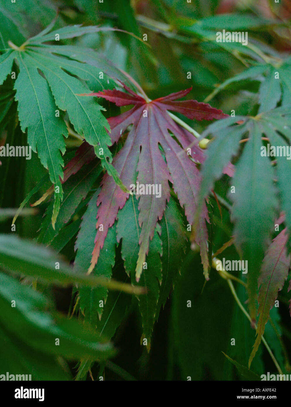 Fall maple leaves Seattle Arboretum Washington Stock Photo - Alamy