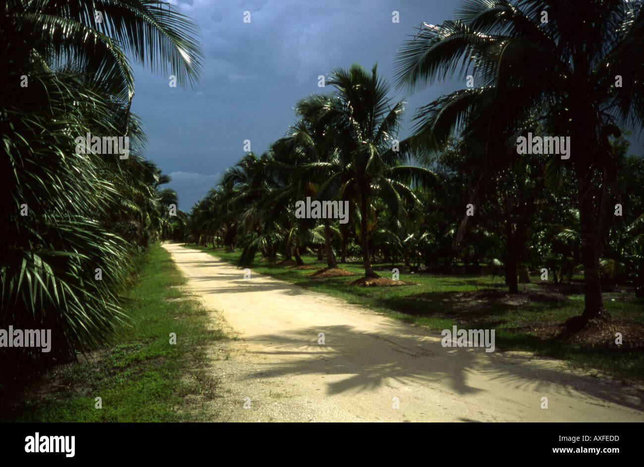 Tropical Road Lined by Palm Trees with dark storm clouds moving in ...