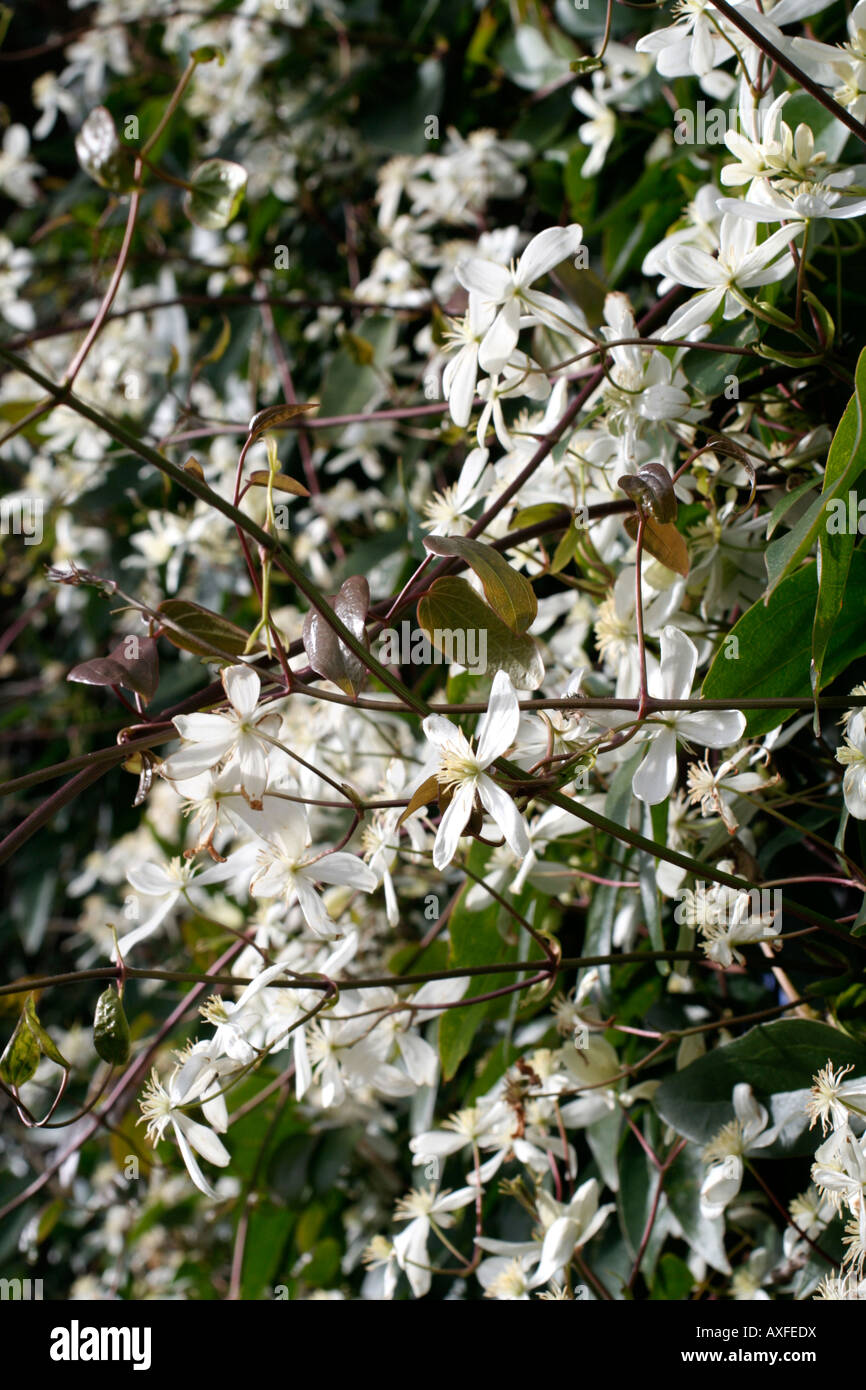 Clematis armandii hi-res stock photography and images - Alamy