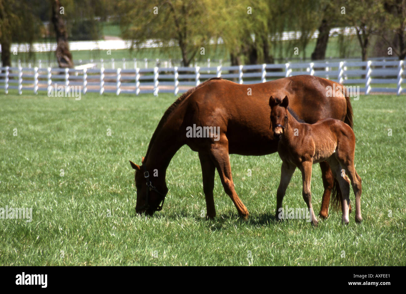 Spring Thoroughbred Foal and Mother Stock Photo - Alamy