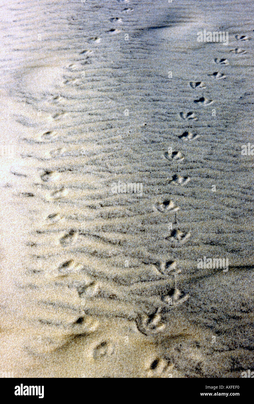 Tiny Bird Tracks in Sand Dune Stock Photo - Alamy