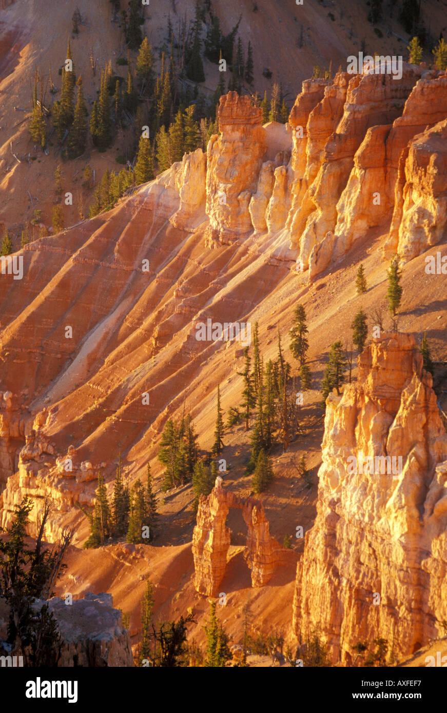 Black birch canyon bryce canyon national park hi-res stock photography ...