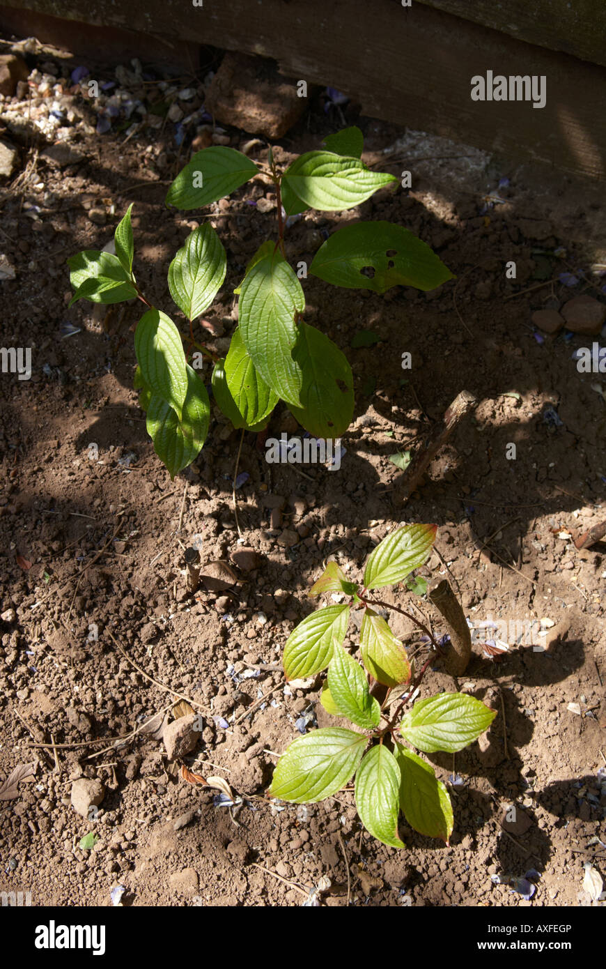 Hardwood cuttings hi-res stock photography and images - Alamy