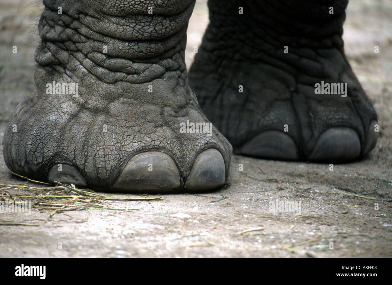 Hoofed feet hi-res stock photography and images - Alamy