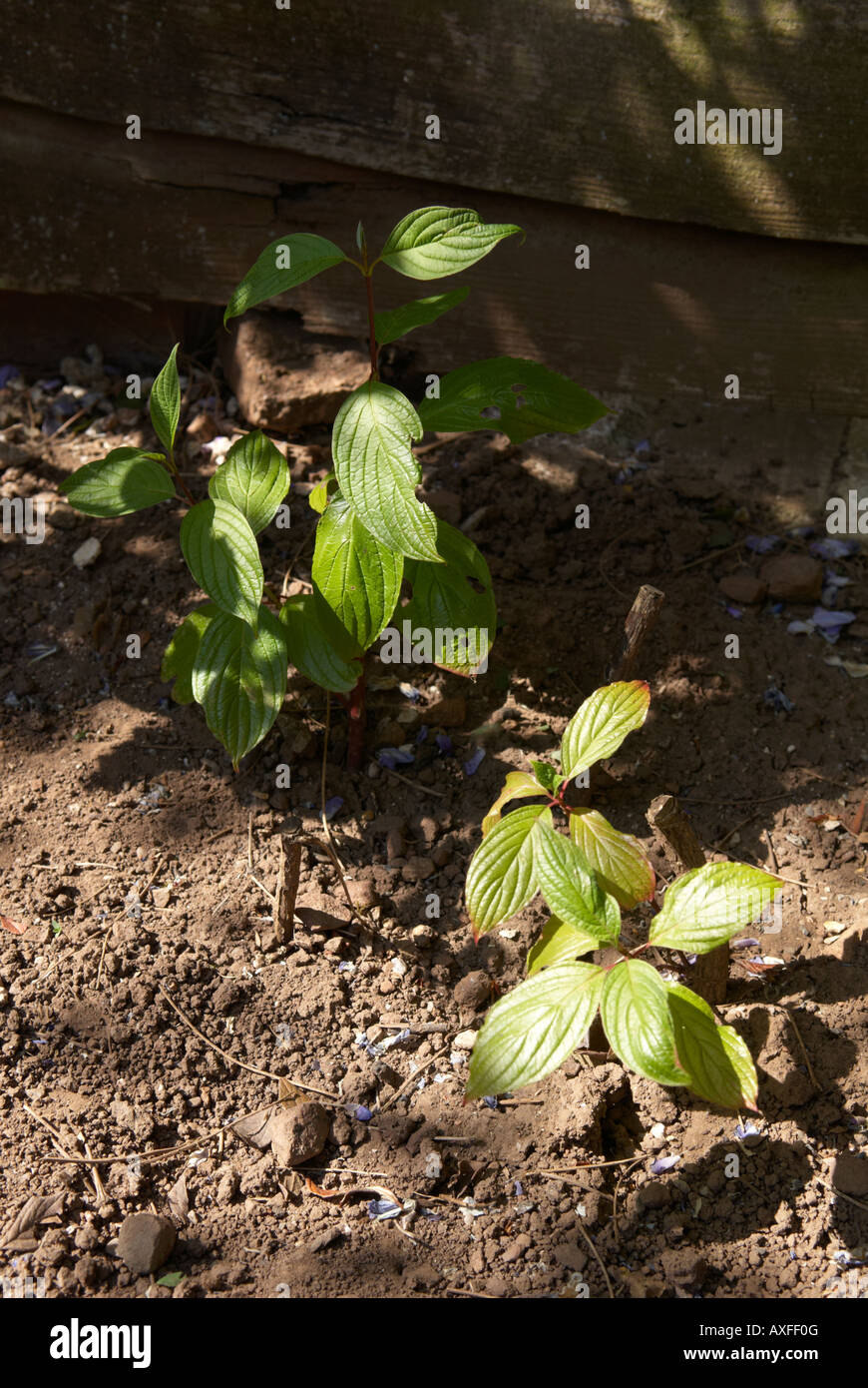Hardwood cuttings hi-res stock photography and images - Alamy