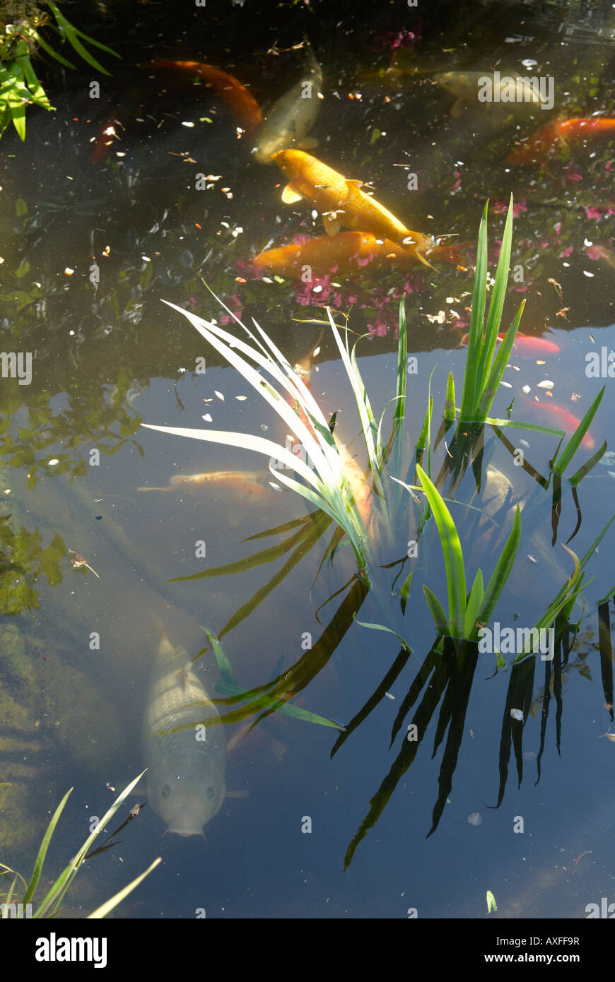Large Golden orfe and Japanese and Israeli Koi in a garden pond looking ...