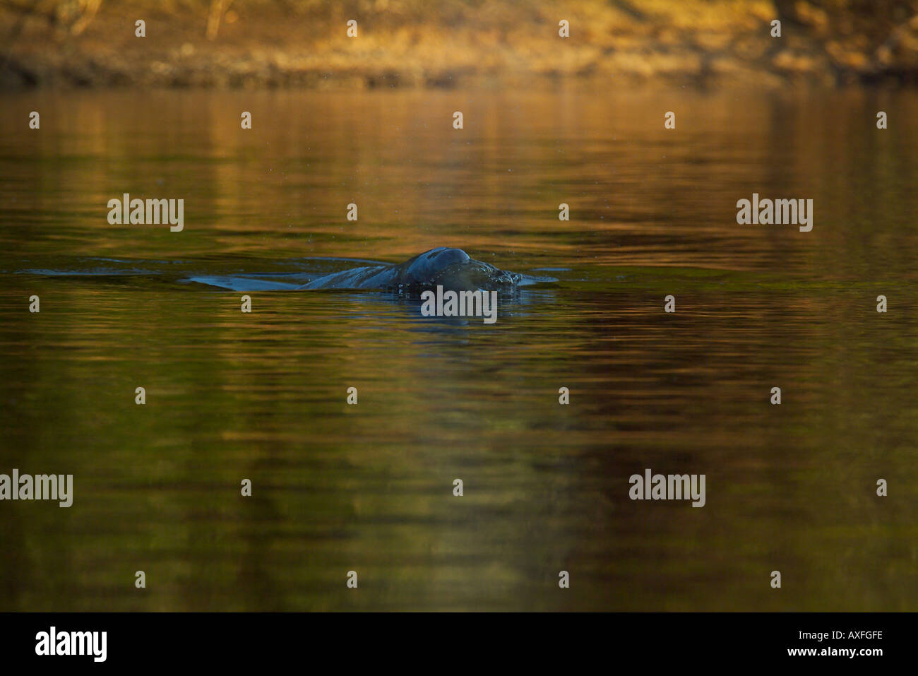 Boto inia geoffrensis hi-res stock photography and images - Alamy