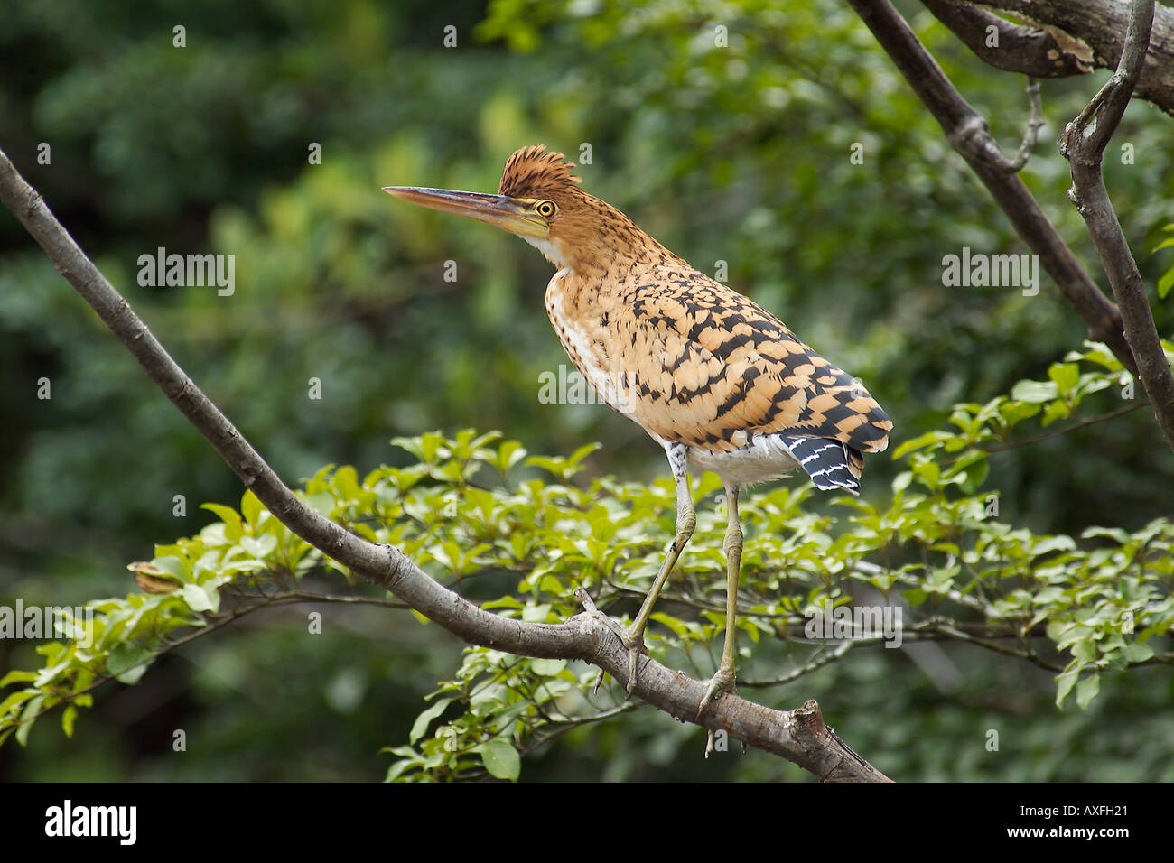 RUFESCENT TIGER HERON Tigrisoma lineatum Lago Preto Conservation ...