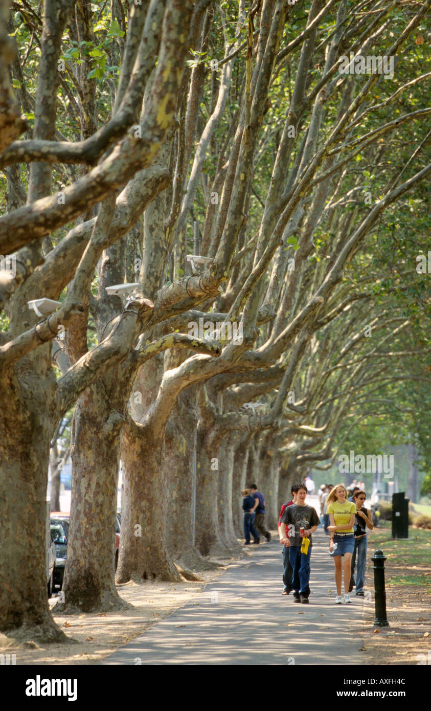 Plane trees along St Kilda Rd Melbourne Victoria Australia vertical ...