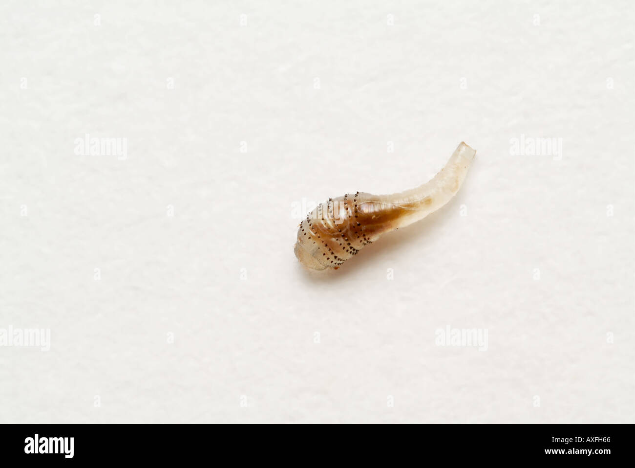 Botfly hi-res stock photography and images - Alamy