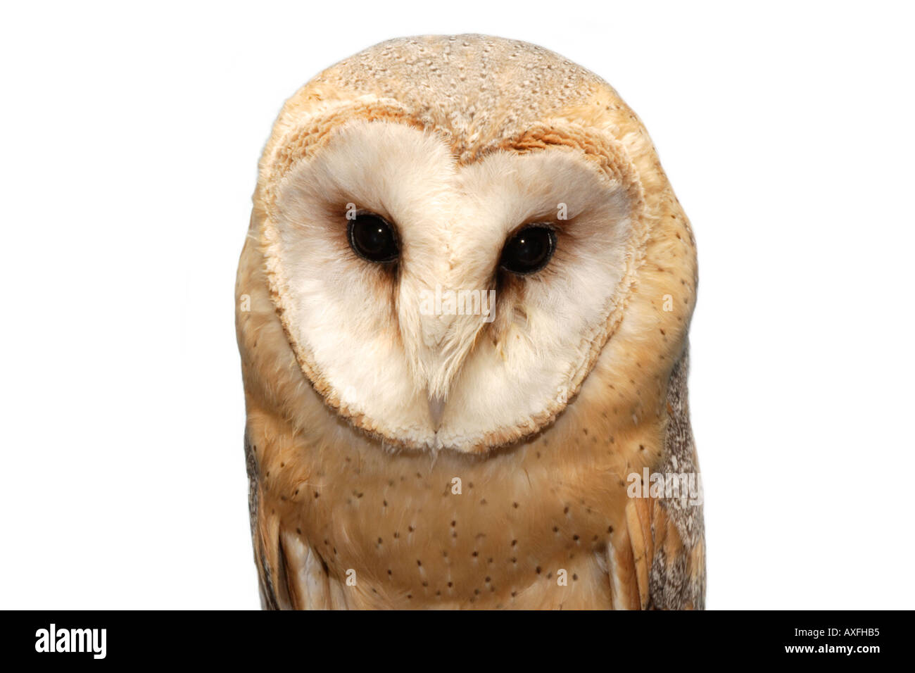 Owl head cut out hi-res stock photography and images - Alamy