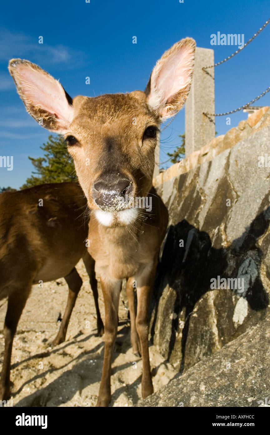 Wild but tame deer roam the area near Itsukushima shrine of Miyajima ...