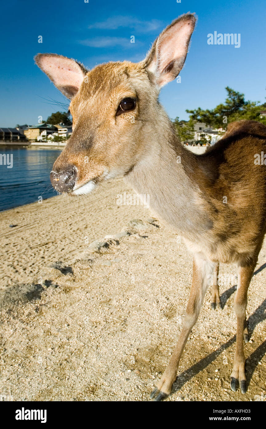 Wild but tame deer roam the area near Itsukushima shrine of Miyajima ...