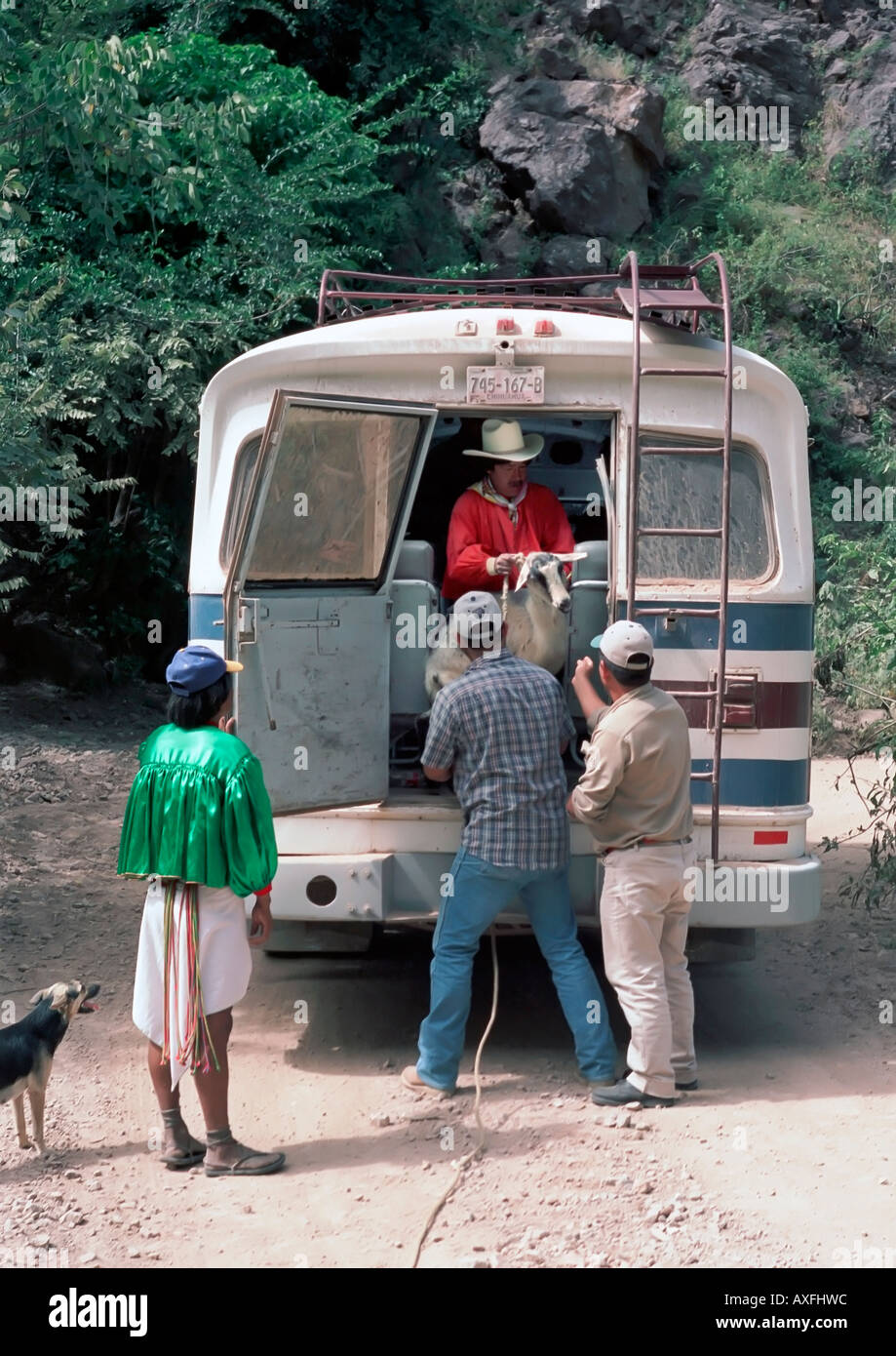 A bus driver and his assistant load in their bus a goat the just bought ...
