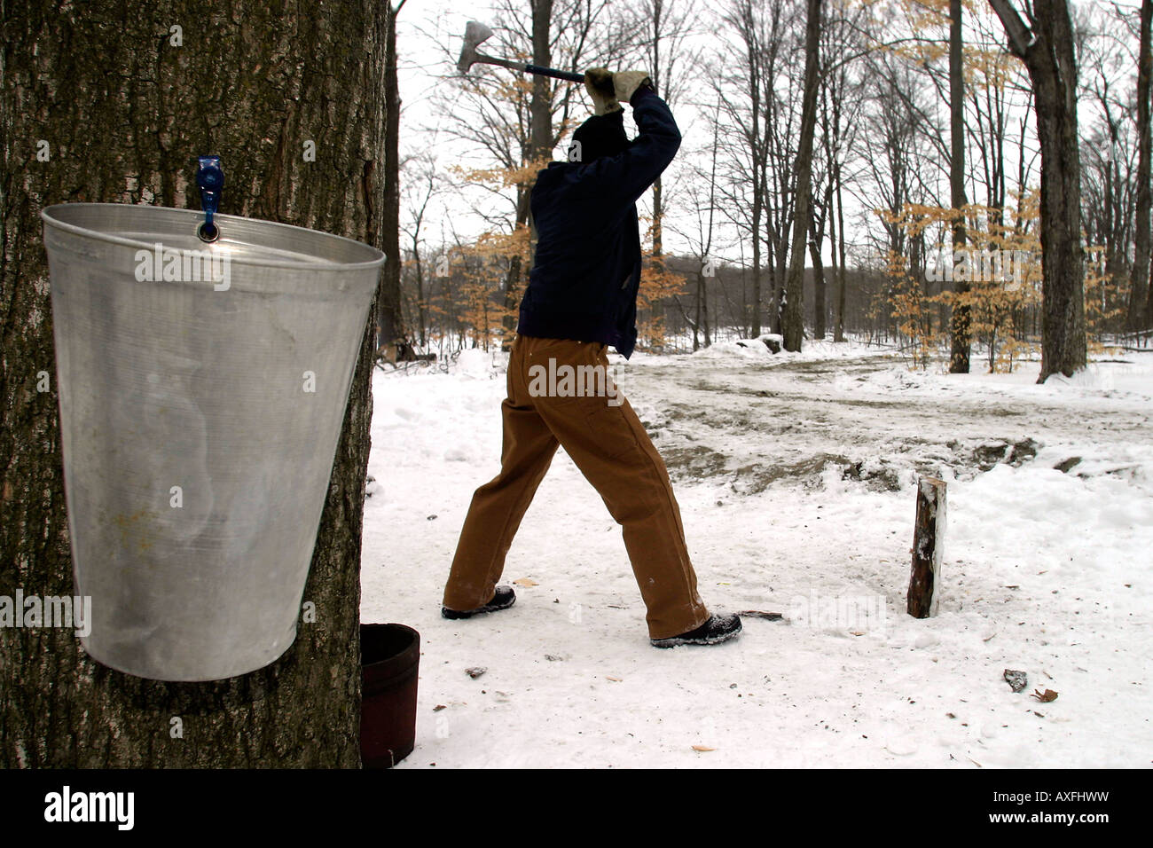 A man chops wood in a maple syrup bush in Ontario Canada Stock Photo ...
