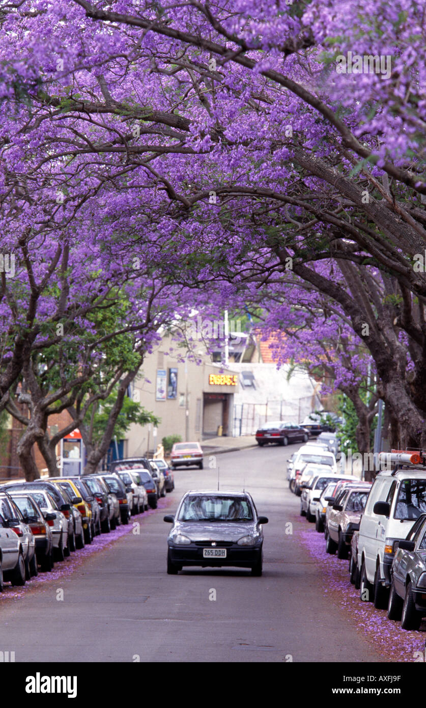 Tree lined residential street australia hi-res stock photography and ...
