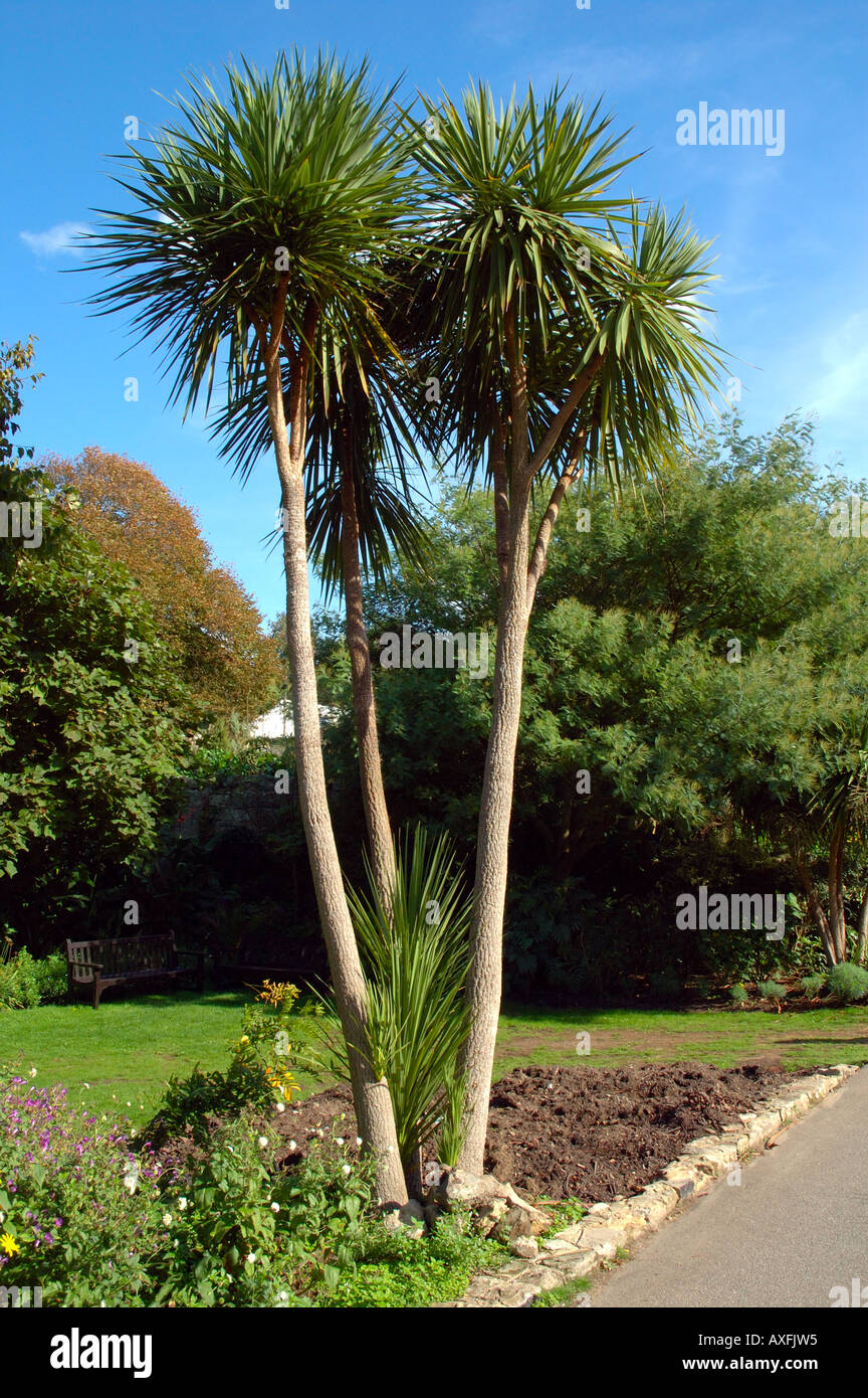 Palm Tree, Ventnor Botanical Garden, Ventnor, Isle of Wight, England ...