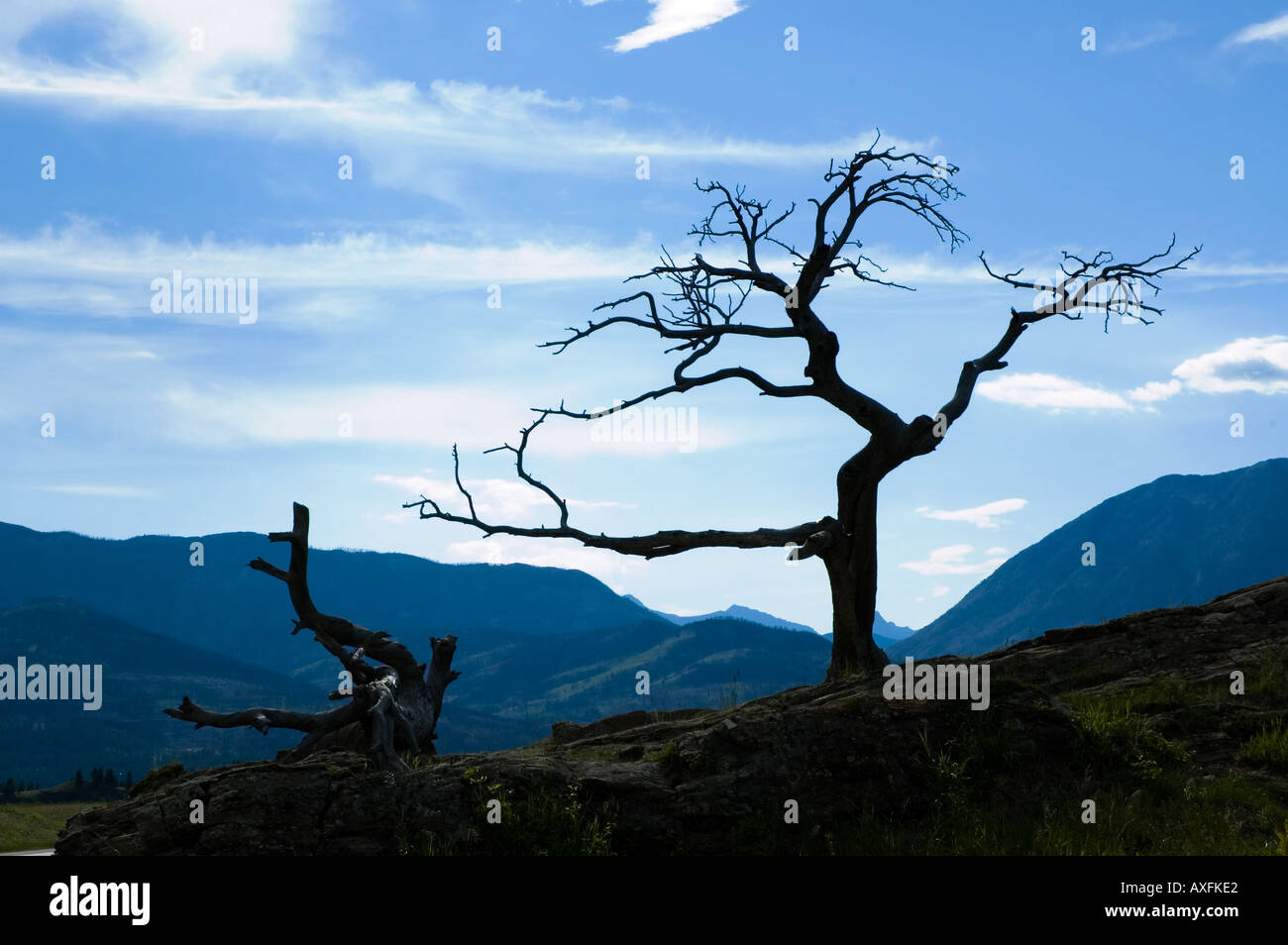 The famous centuries old Burmis Tree in Southern Alberta is one of the ...