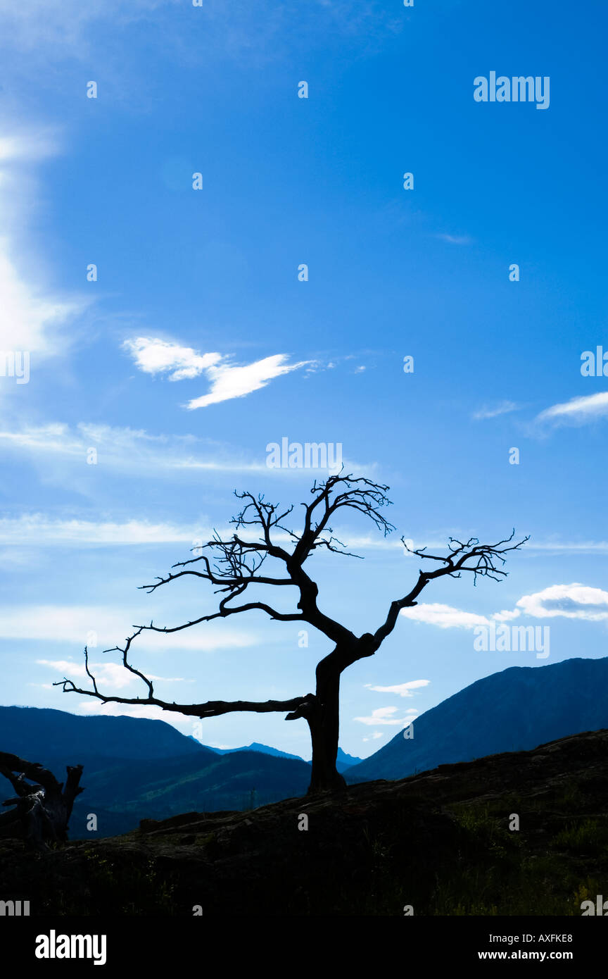 The famous centuries old Burmis Tree in Southern Alberta is one of the ...