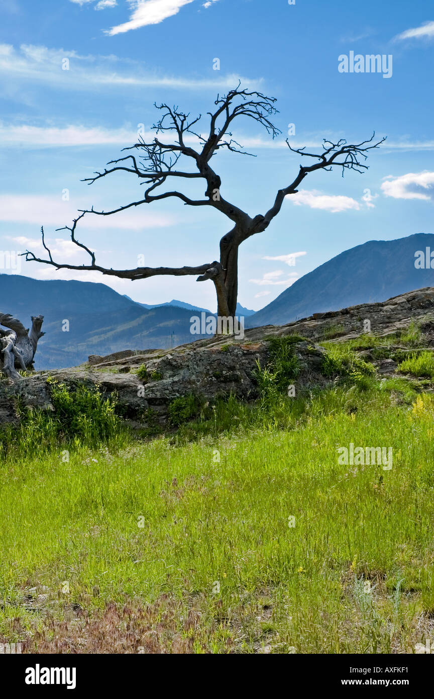 The famous centuries old Burmis Tree in Southern Alberta is one of the ...