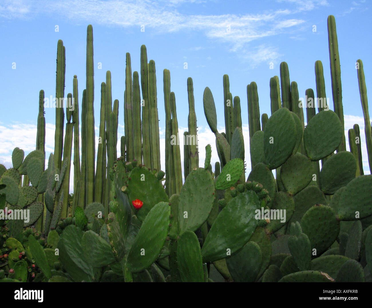 Cacti in cactus garden Oaxaca Mexico Stock Photo - Alamy