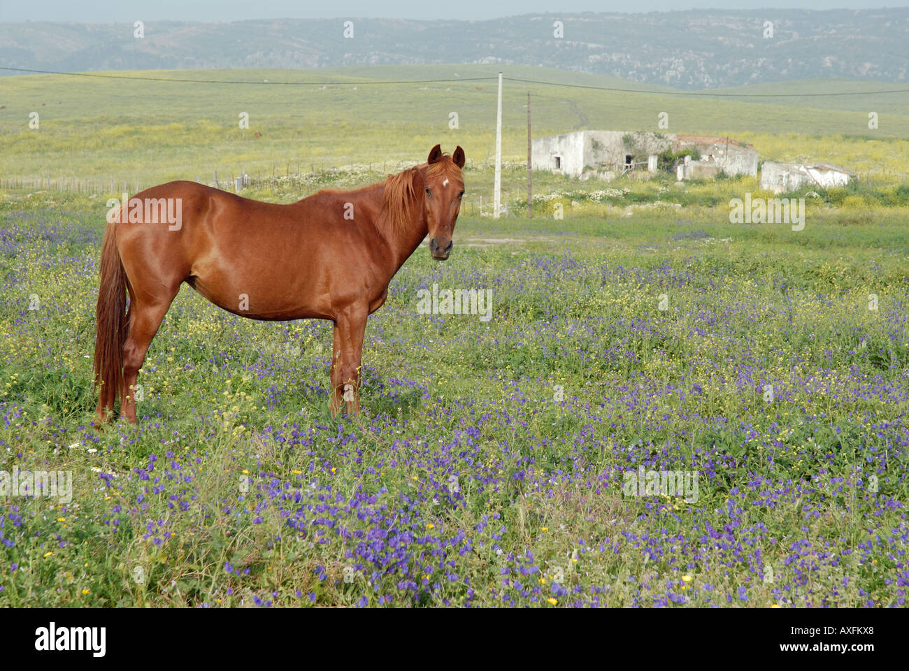 Horse in field with finca in background, Andalucia Stock Photo - Alamy