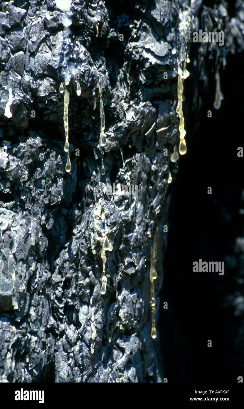 Oozing sap hi-res stock photography and images - Alamy