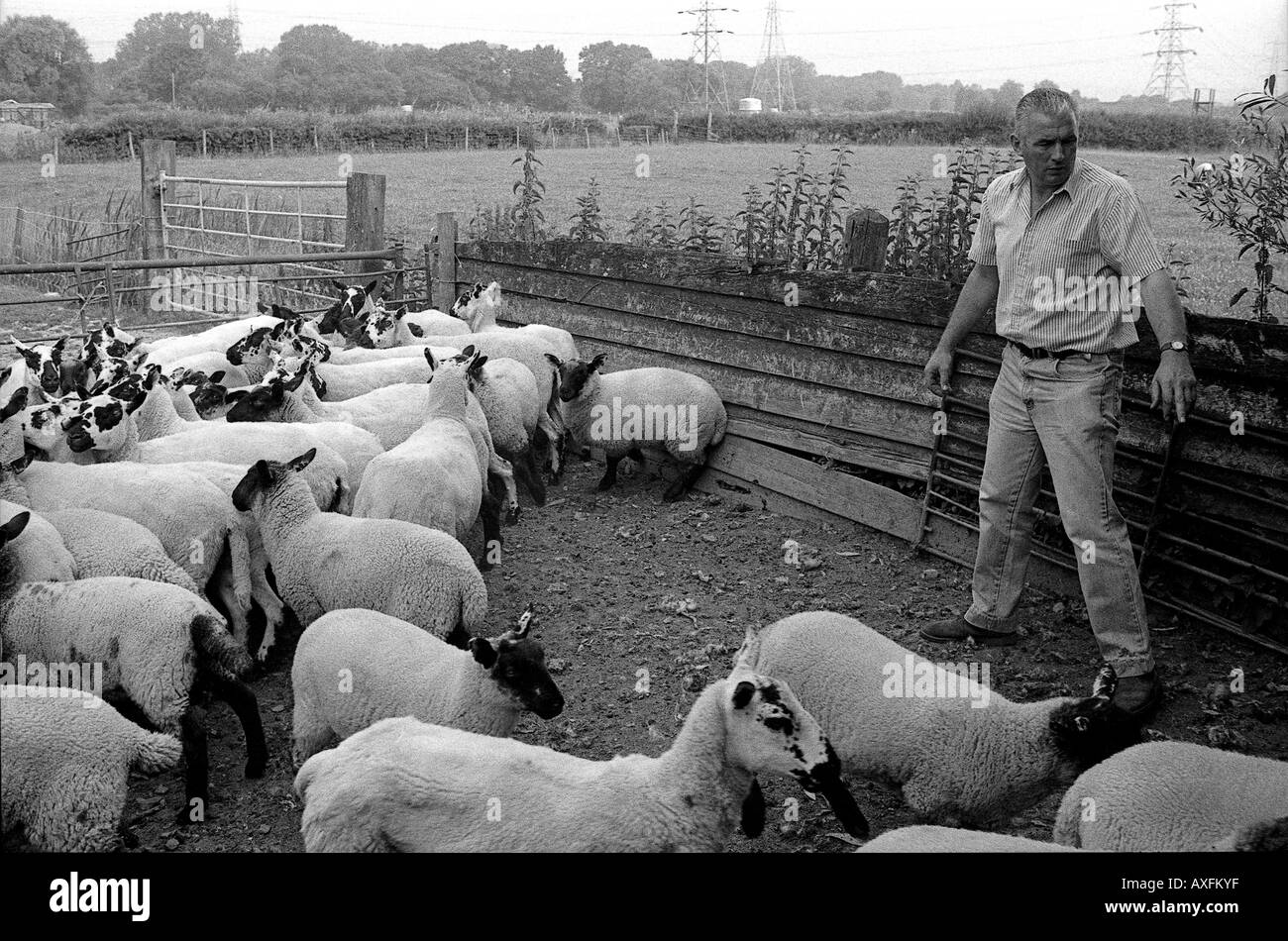 Sheep farmer farmer Black and White Stock Photos & Images - Alamy