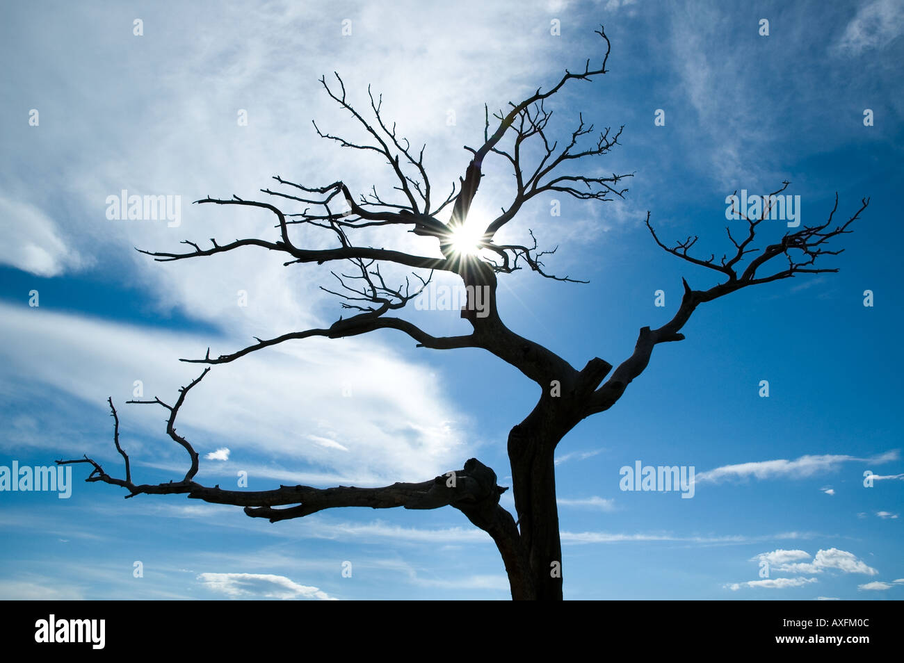 The famous centuries old Burmis Tree in Southern Alberta is one of the ...