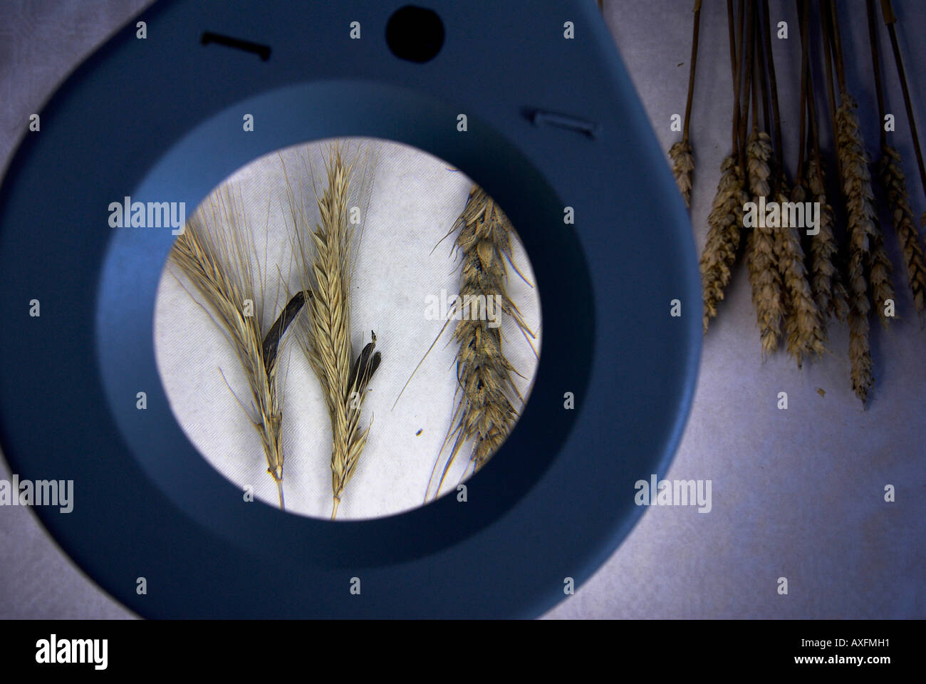 Magnifying glass in a science lab looking a crops Stock Photo - Alamy