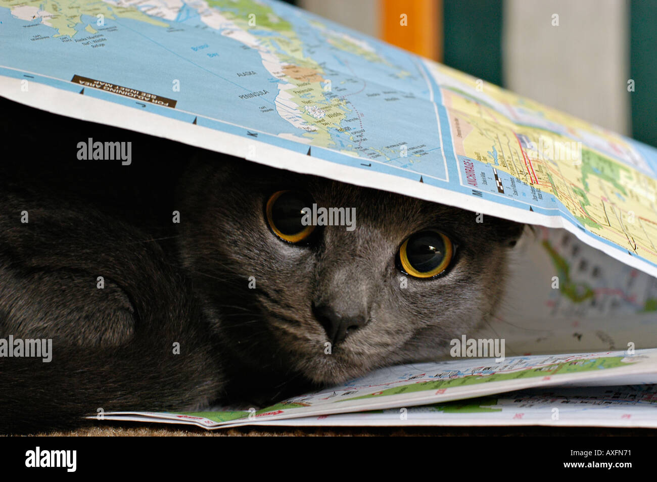 Grey cat hiding under the map Stock Photo - Alamy