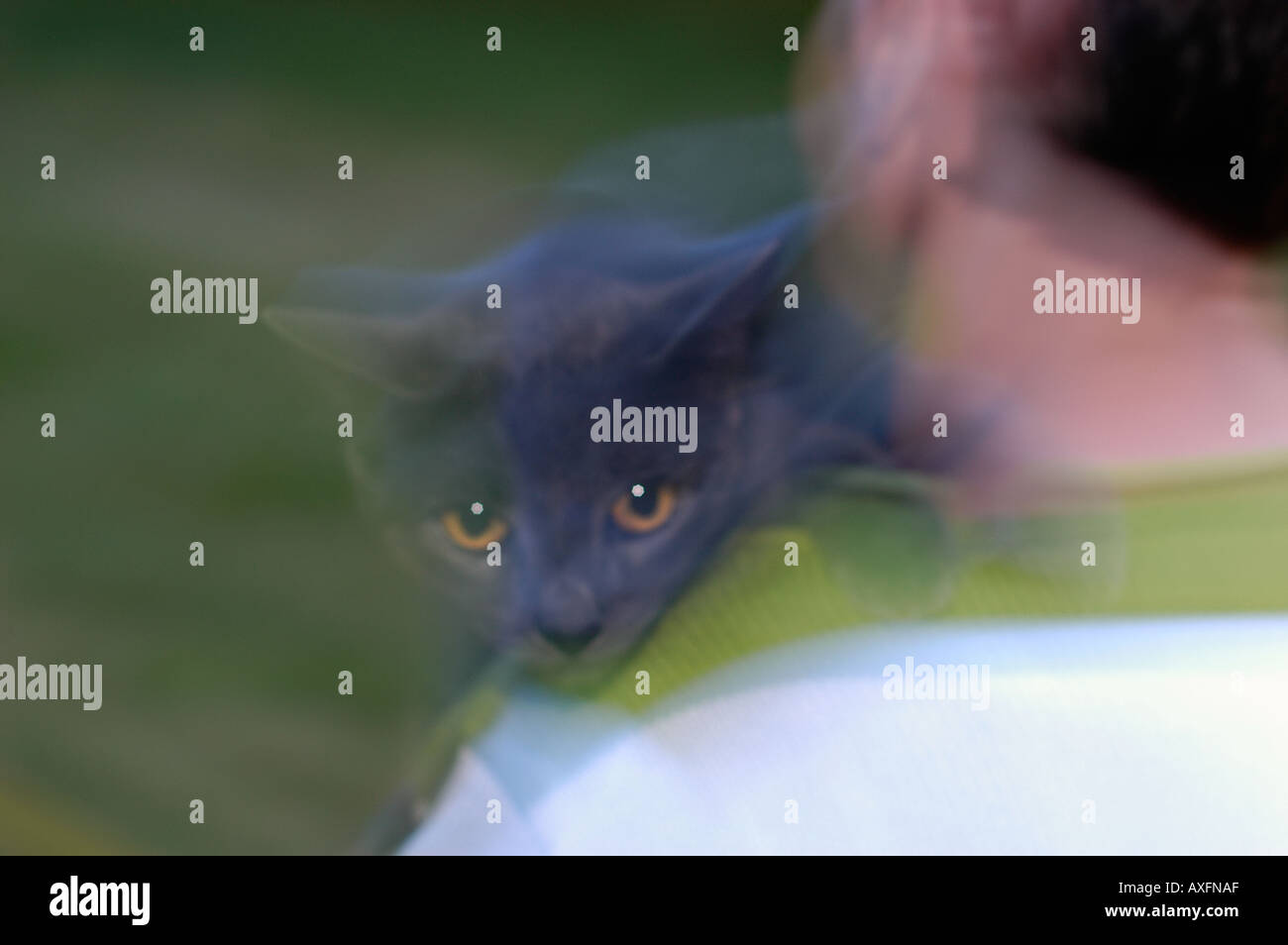 Cat staring in motion Stock Photo - Alamy