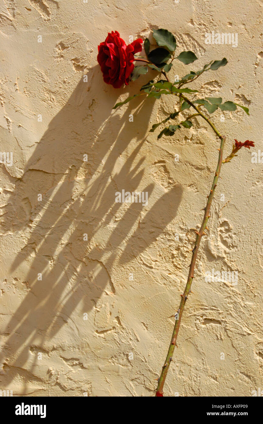 Burgundy rose against beige mud wall Stock Photo - Alamy