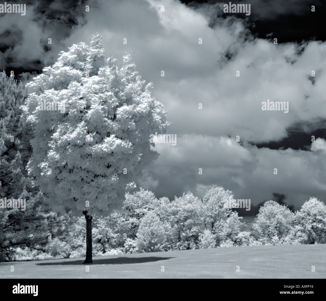 Trees and sky through infrared filter Stock Photo - Alamy