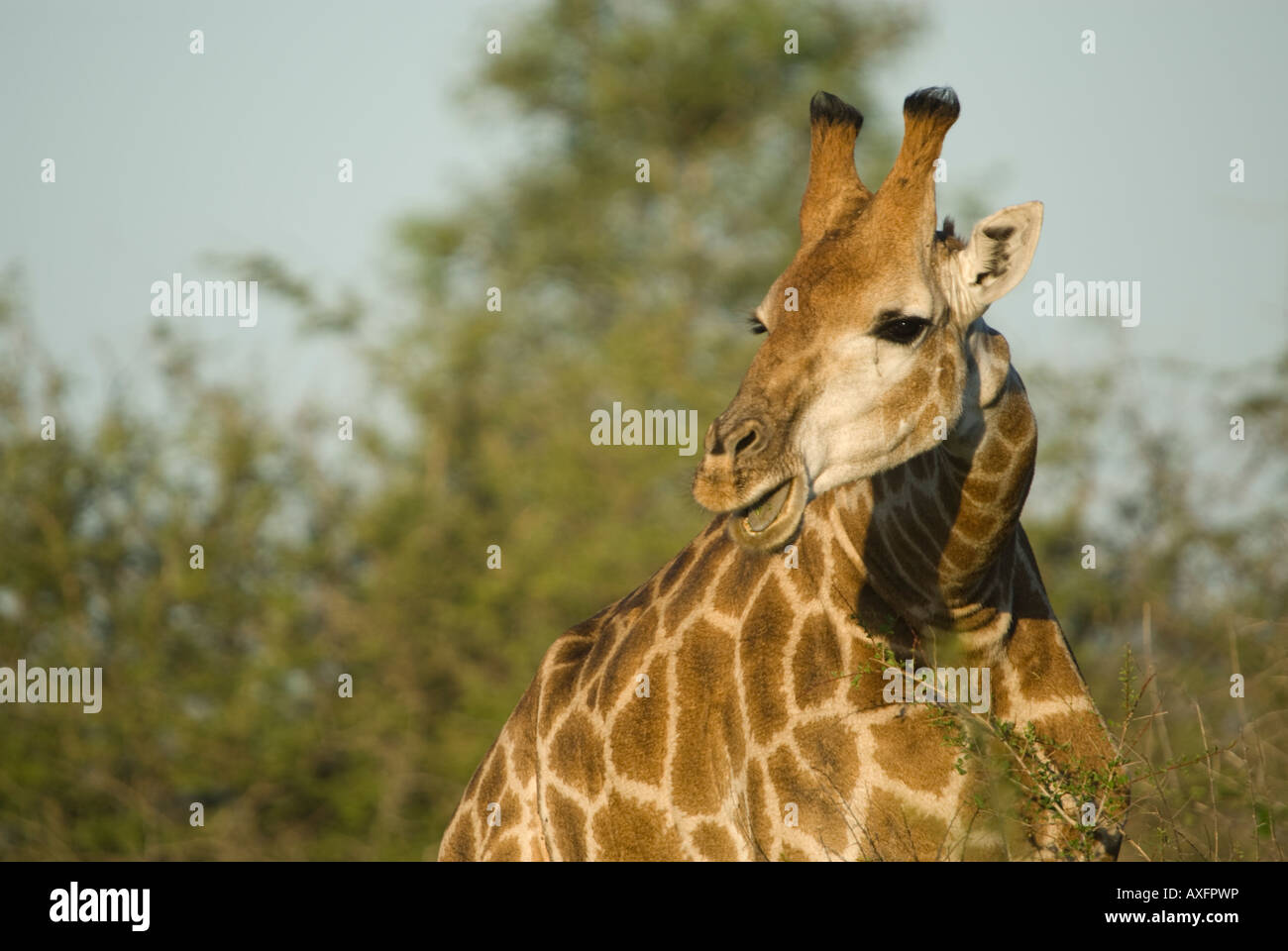 Male giraffe hi-res stock photography and images - Alamy