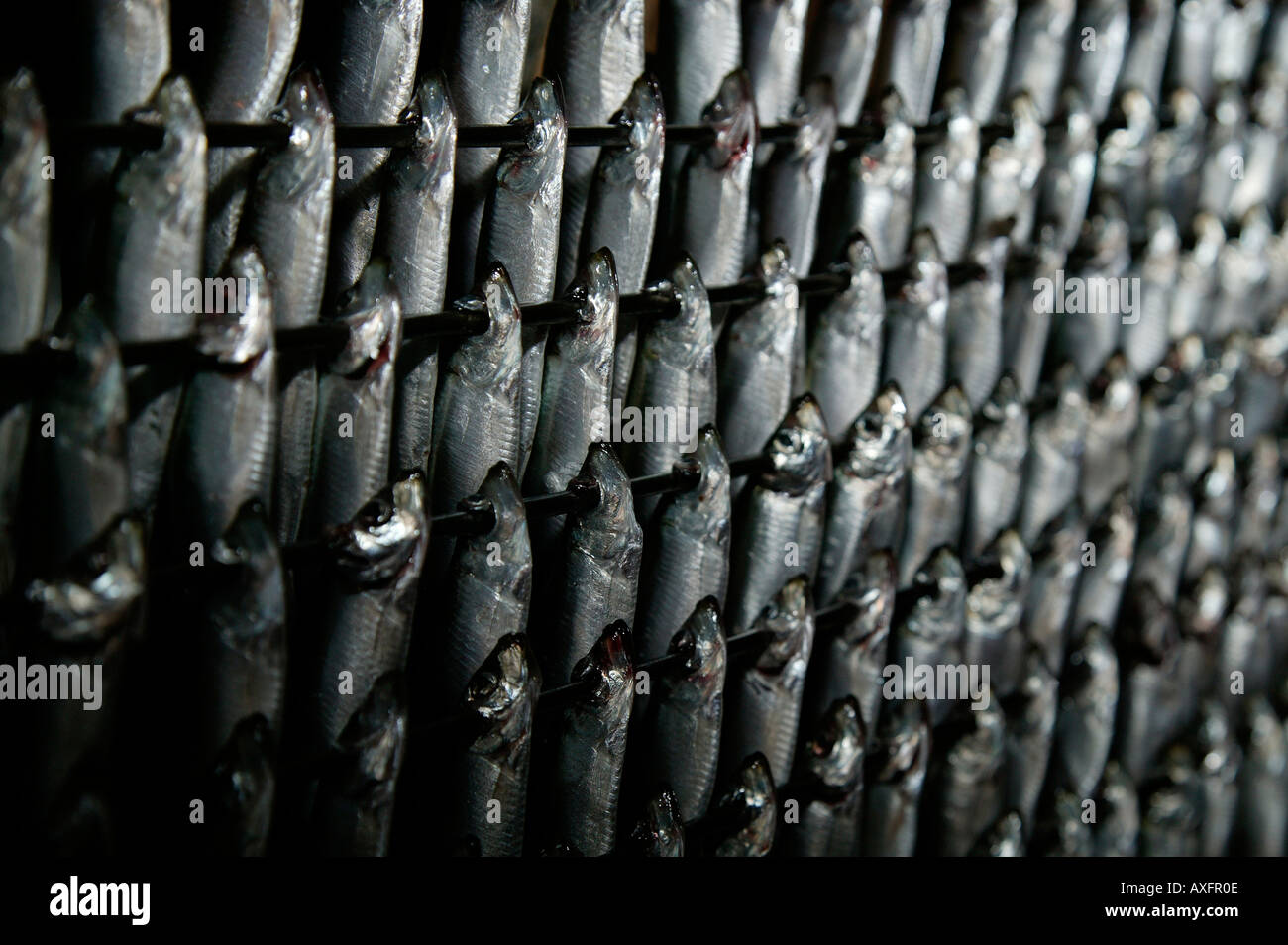 Fish feed sardines hi-res stock photography and images - Alamy