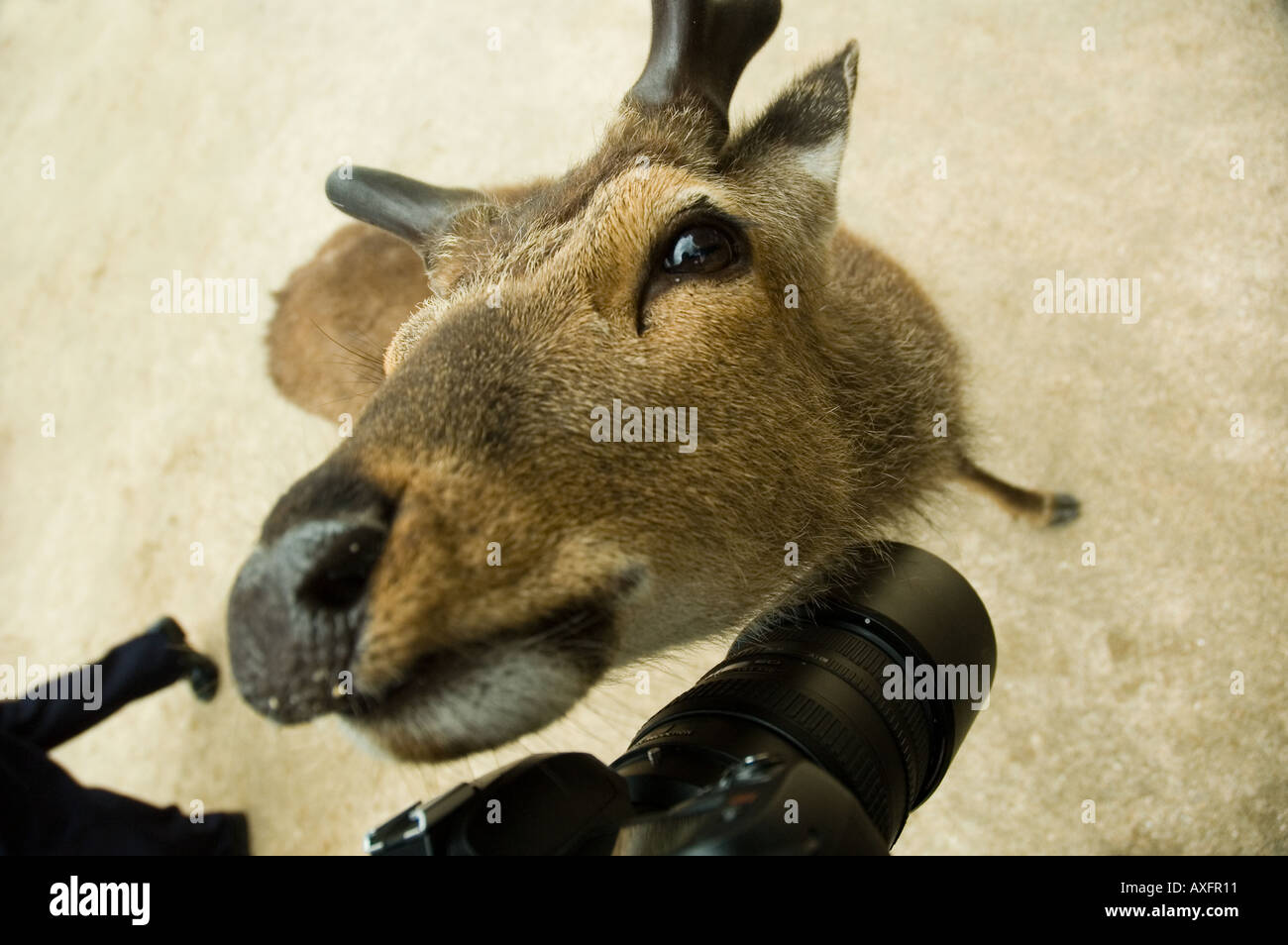 Japanese deer miya jima island hi-res stock photography and images - Alamy