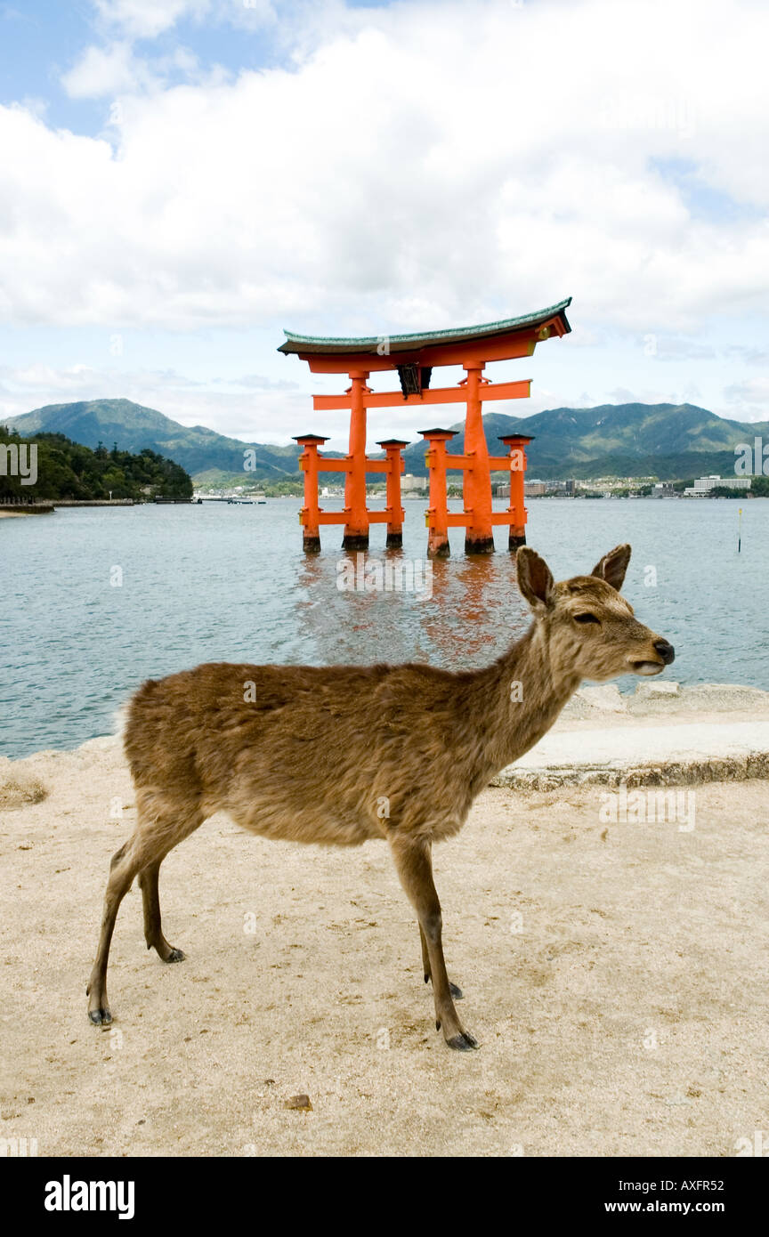 A deer poses with the floating torii gate near the Itsukushima Shrine ...